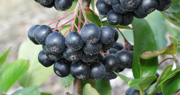 Arónia (Aronia prunifolia) NERO| Ovocné stromy a kríky v kontajneroch