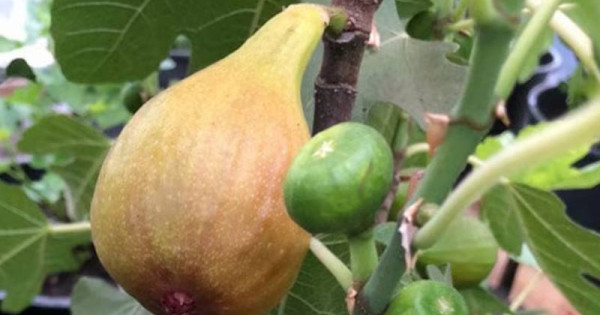 Bio Figovník (Ficus carica) BORNHOLM| Ovocné stromy a kríky v kontajneroch